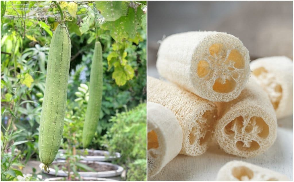 The Ultimate Guide to Loofahs - Global Alternative News